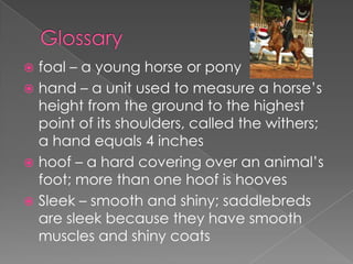Saddlebred Horeses - EJ | PPTX