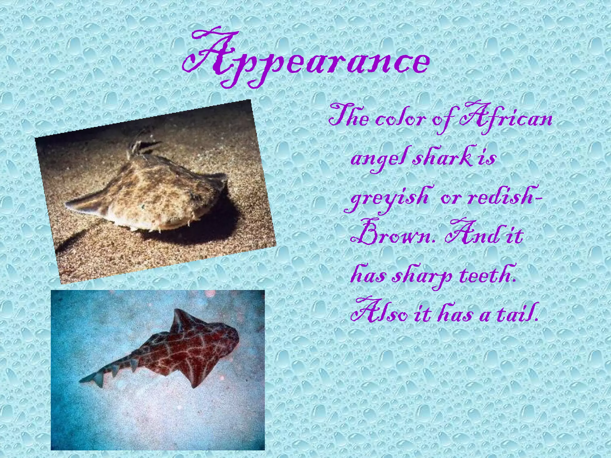 Emily endangered african angel shark | PPT
