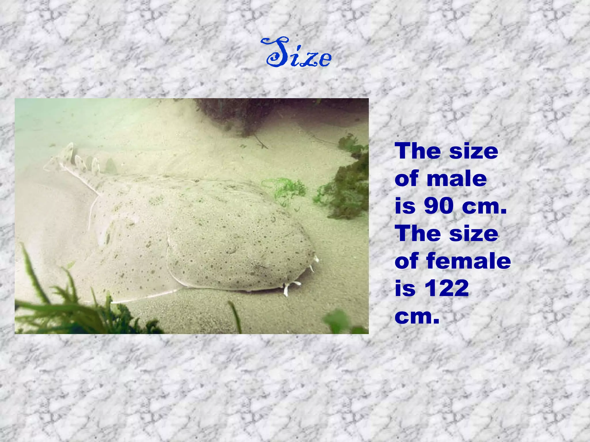 Emily endangered african angel shark | PPT