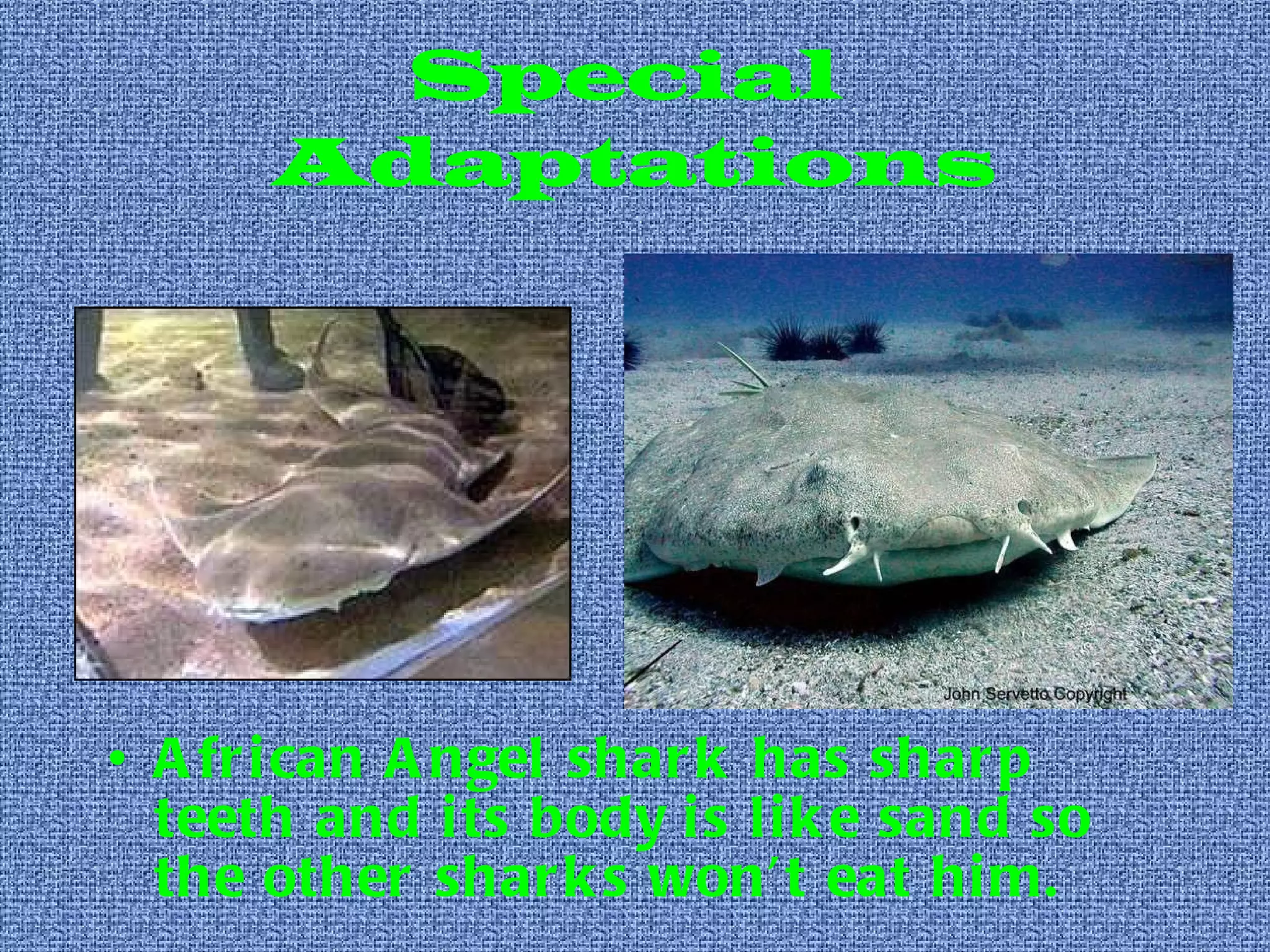 Emily endangered african angel shark | PPT