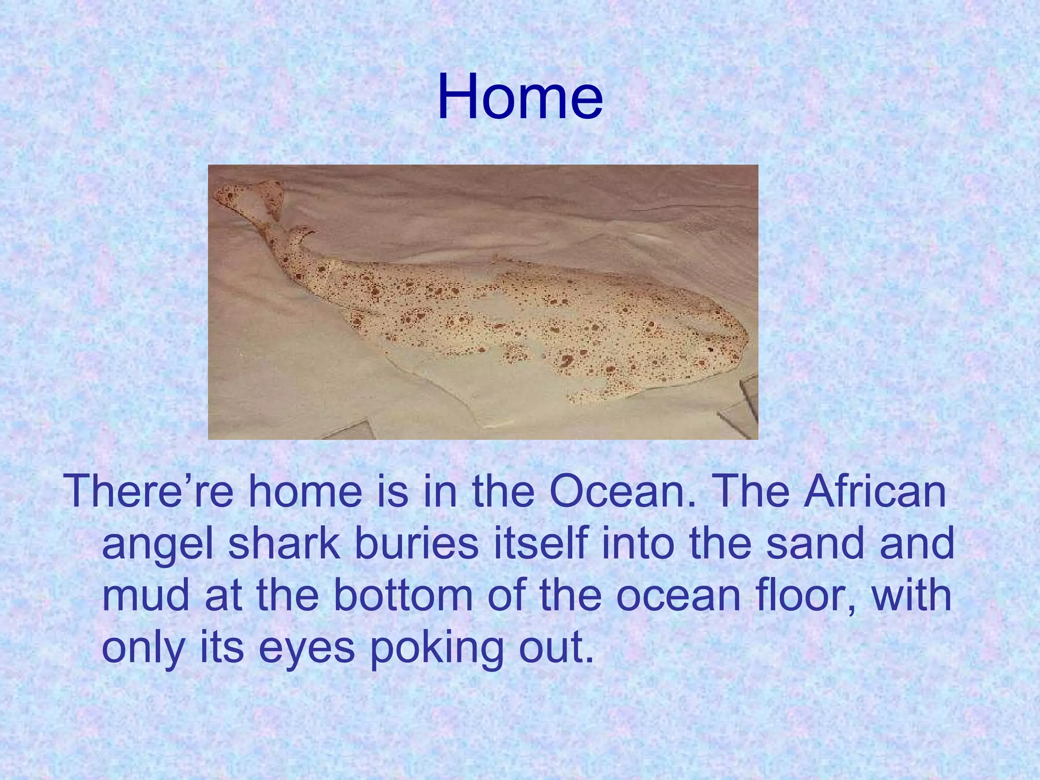 Emily endangered african angel shark | PPT