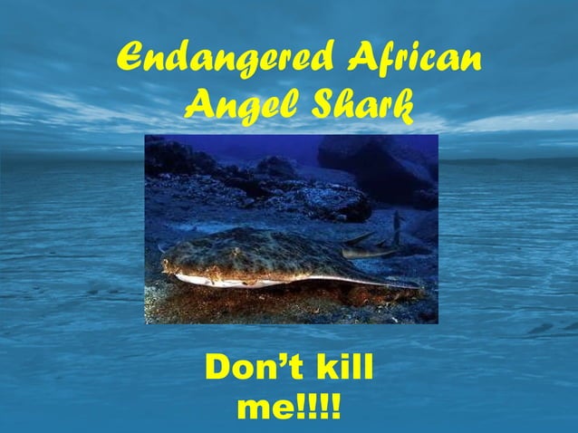 Emily endangered african angel shark | PPT