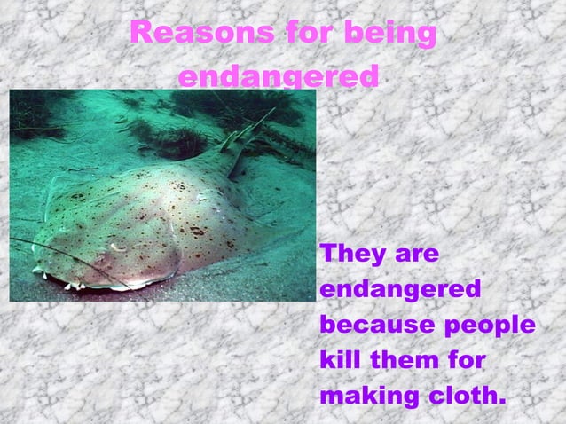 Emily endangered african angel shark | PPT