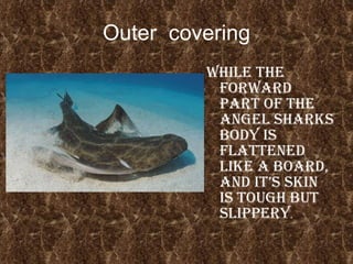 Emily endangered african angel shark | PPT