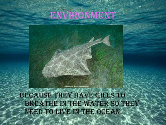 Emily endangered african angel shark | PPT