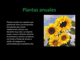 Las Plantas | PPTX