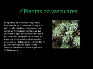 Las Plantas | PPTX