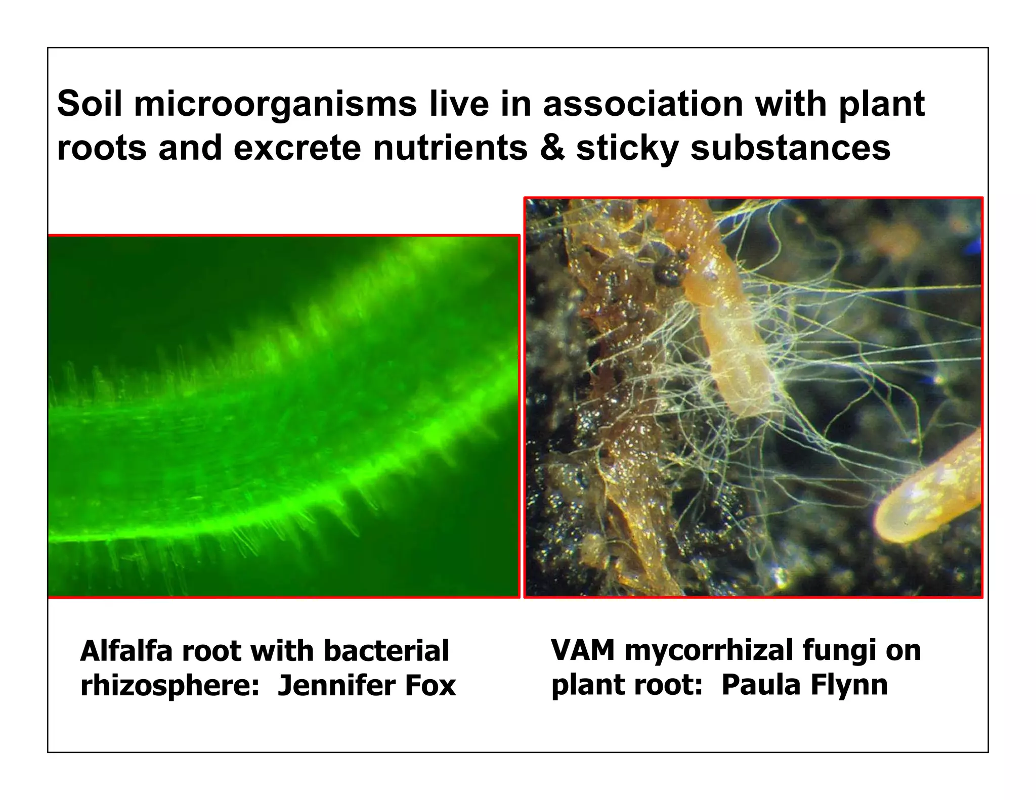Microbial Inoculants: Effective Microorganisms (EM) & Indigenous ...