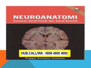 Atlas neuroanatomy prometheus,Prometheus anatomi pdf,Prometheus en ...