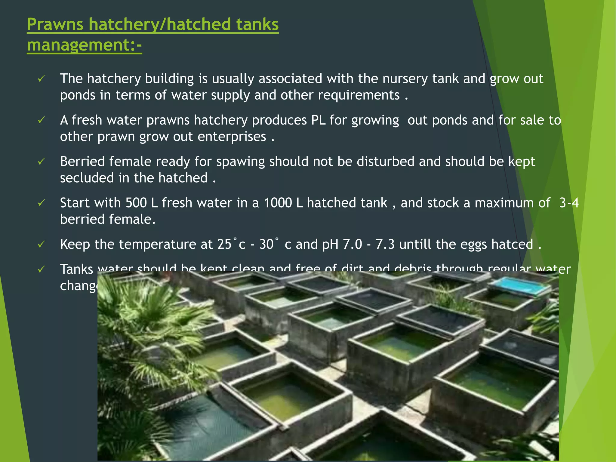 Fresh water prawns farming | PPTX