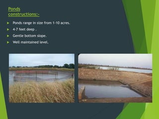 Fresh water prawns farming | PPTX