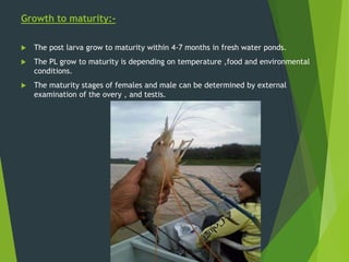 Fresh water prawns farming | PPTX
