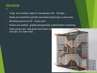 Fresh water prawns farming | PPTX