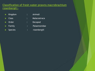 Fresh water prawns farming | PPTX