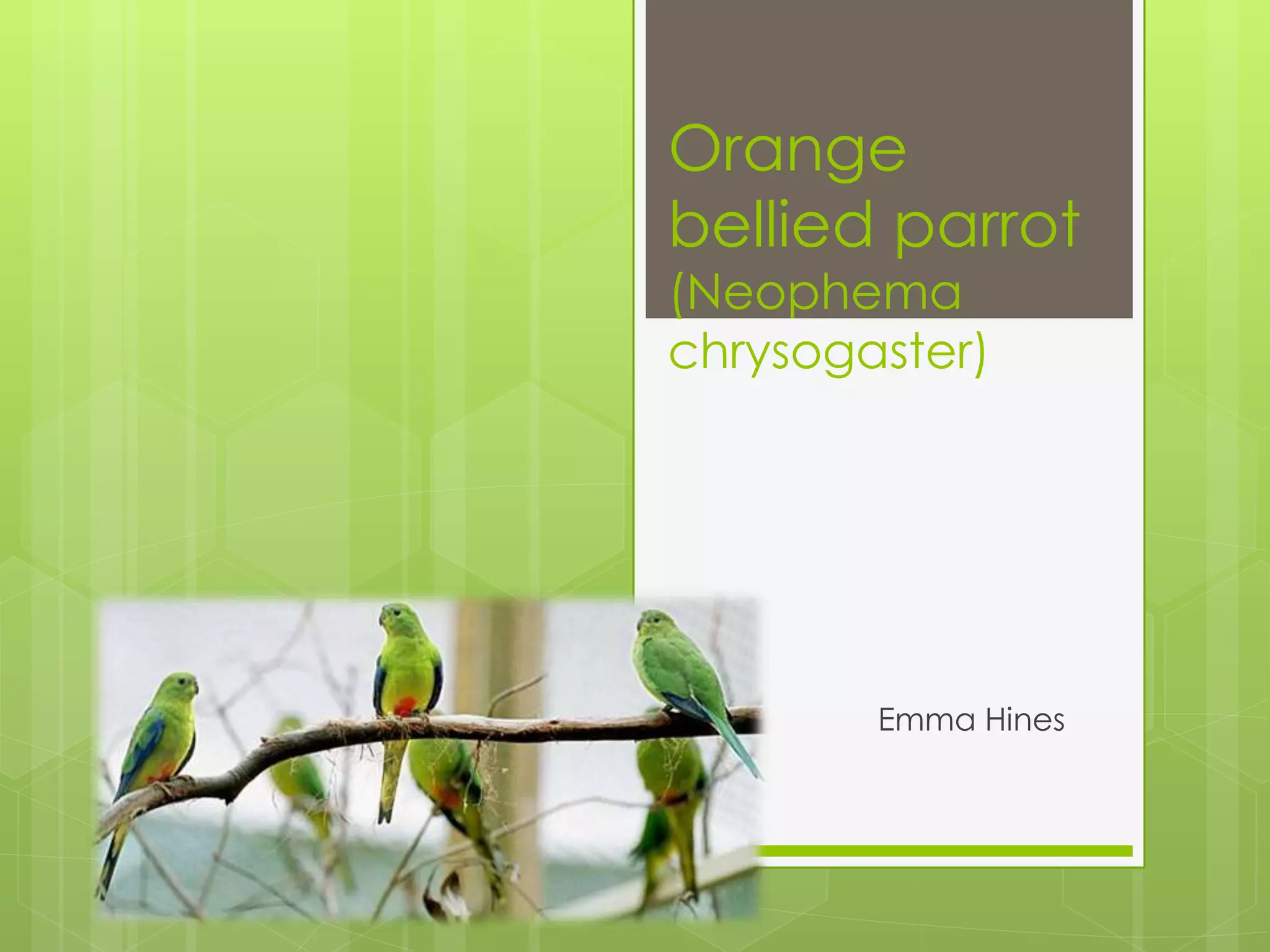 Orange Bellied Parrot - student presentation | PPTX