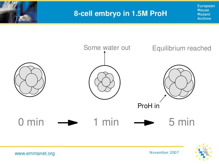 A Slow Freeze/Thaw Method for Cryopreservation of Mouse Embryos