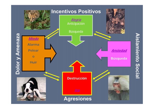 Emociones en animales | PDF