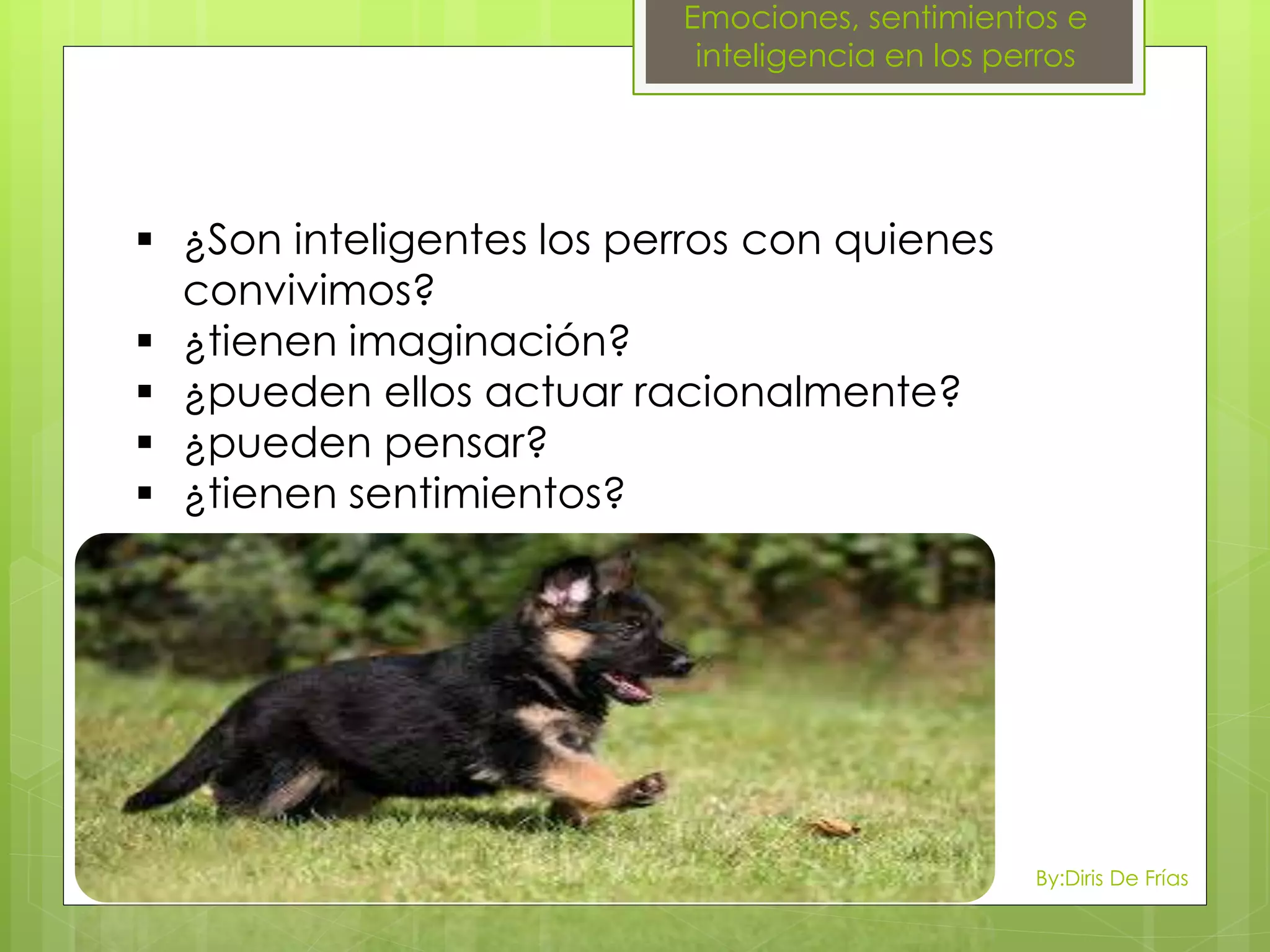 Emociones, sentimientos e inteligencia en los perros | PPT