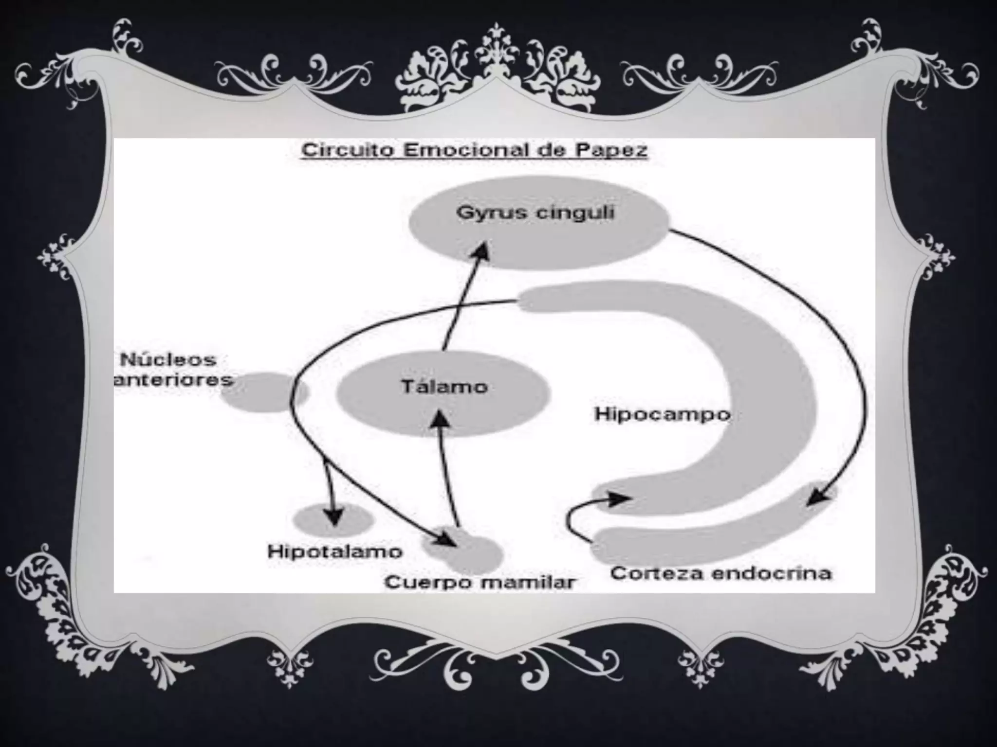 Emociones y circuitos de papez | PPTX