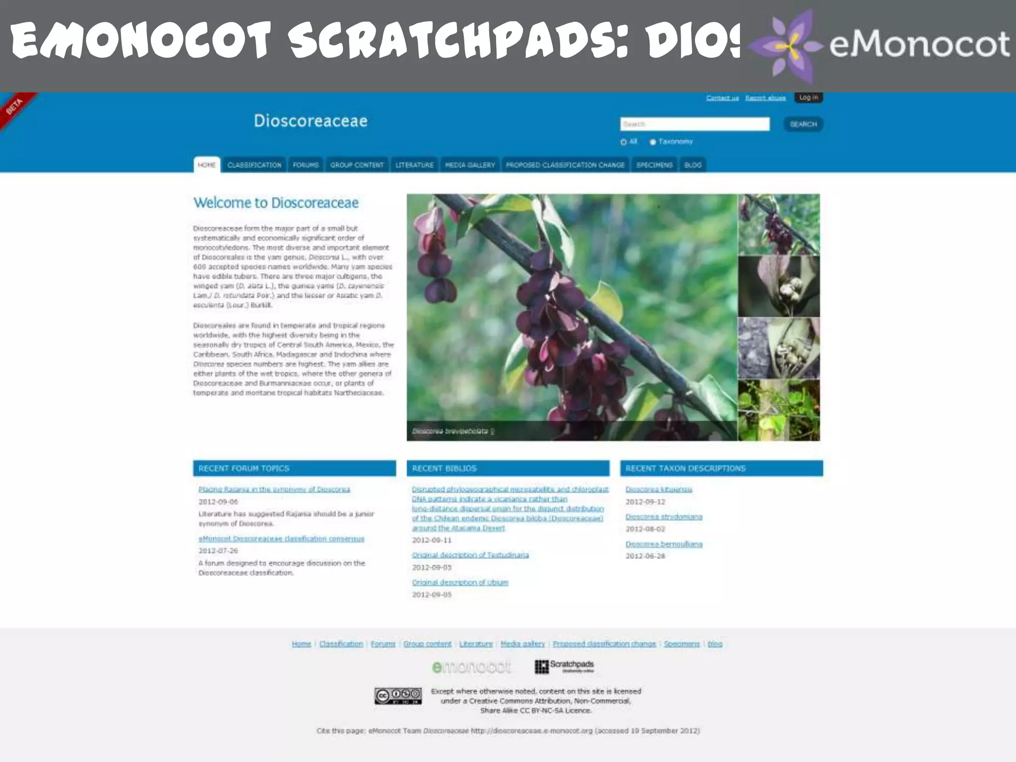 Emonocot presentation linn_soc20912 | PDF