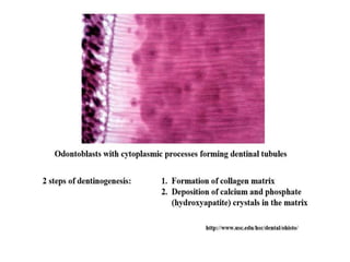 dentin pattern of mineralization, 1ry 2nd 3ry dentin formation and root ...