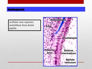 dentin pattern of mineralization, 1ry 2nd 3ry dentin formation and root ...