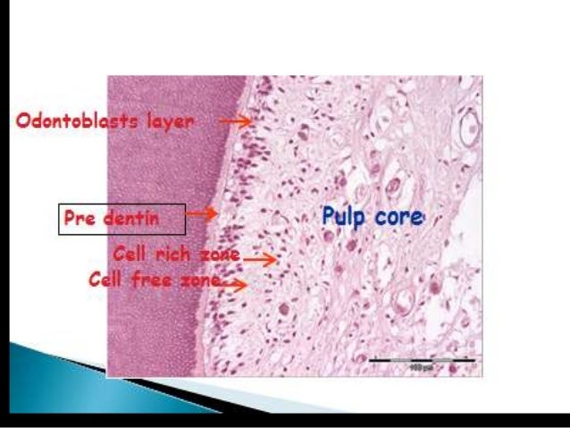dentin pattern of mineralization, 1ry 2nd 3ry dentin formation and ro…