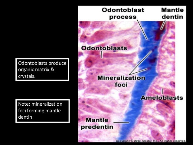 dentin pattern of mineralization, 1ry 2nd 3ry dentin formation and ro…