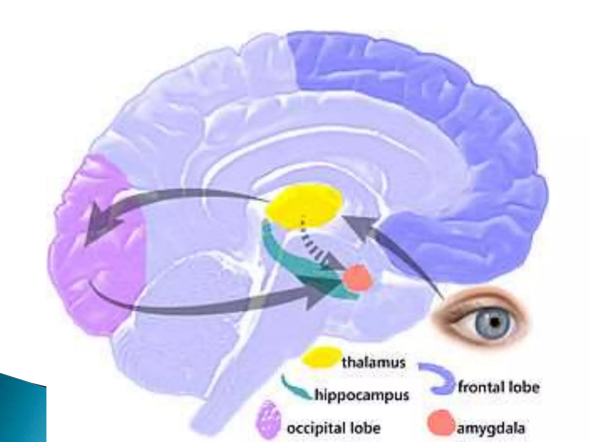 Emotional hijacking | PPTX