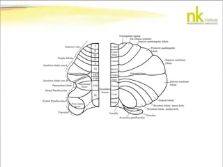 The Triune Brain, Emotion & Motion | PPT