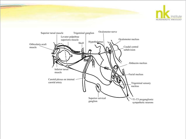 The Triune Brain, Emotion & Motion | PPT