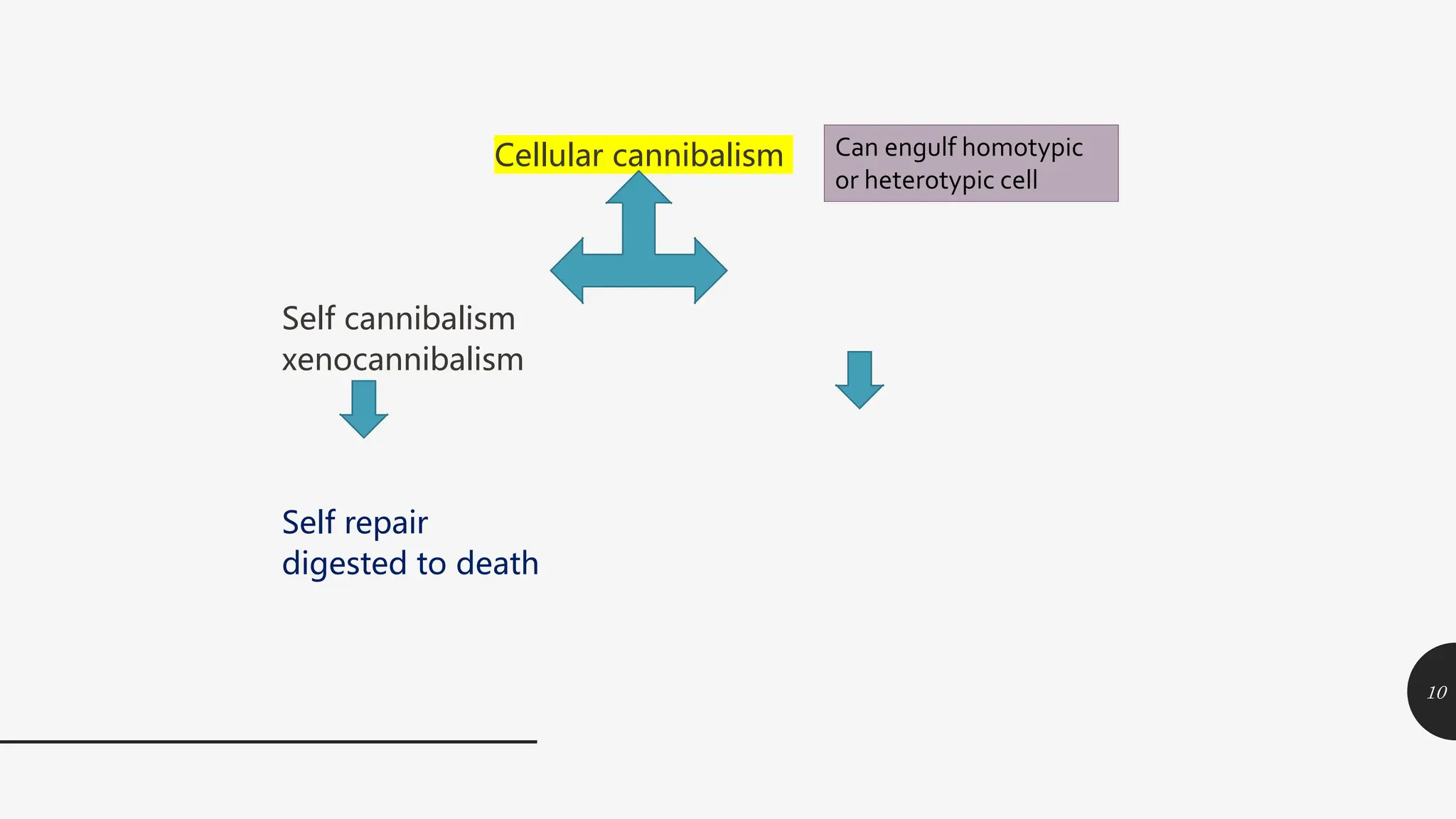 Emperipolesis , Entosis , Cell Cannibalism main.pptx