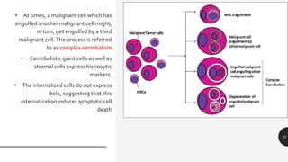 Emperipolesis , Entosis , Cell Cannibalism main.pptx