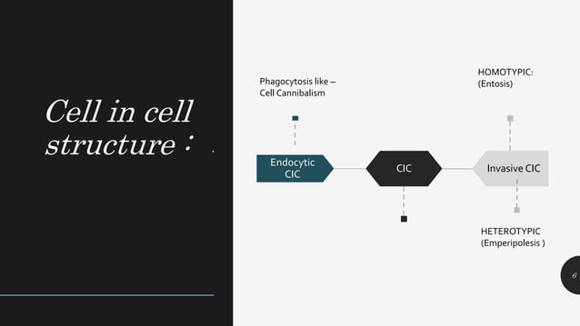 Emperipolesis , Entosis , Cell Cannibalism main.pptx | Cancer ...