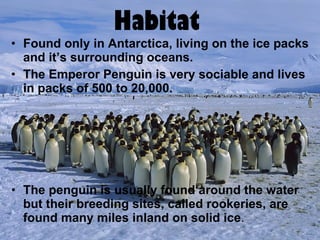Brittany Alexander. Period 6. Emperor penguin | PPT