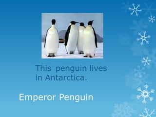 Emperor penguin | PPT