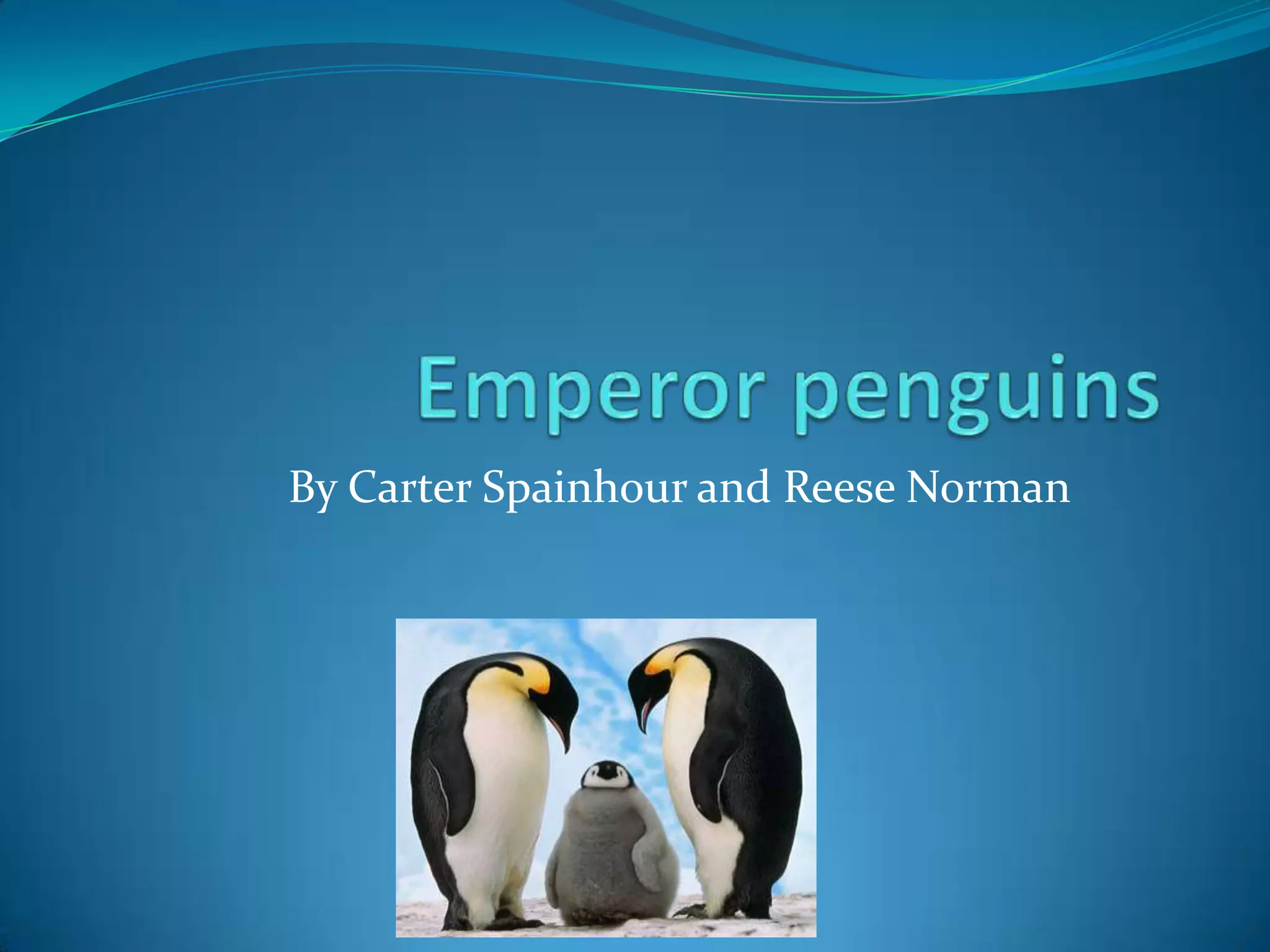 Emperor penguin | PPTX