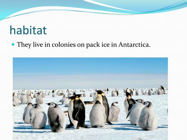 Emperor penguin | PPT