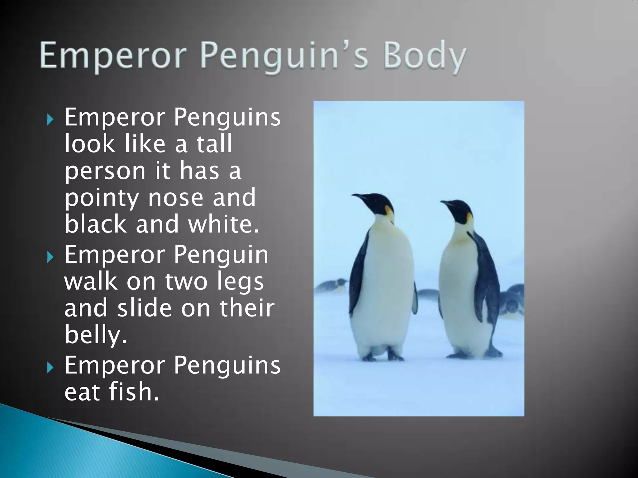 Emperor penguin | PPTX