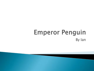 Emperor penguin | PPTX | Birds | Pets