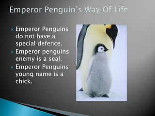 Emperor penguin | PPTX | Birds | Pets