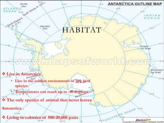 Emperor penguin | PPTX