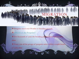 Emperor penguin | PPTX