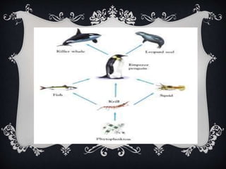 Emperor Penguin Food Chain