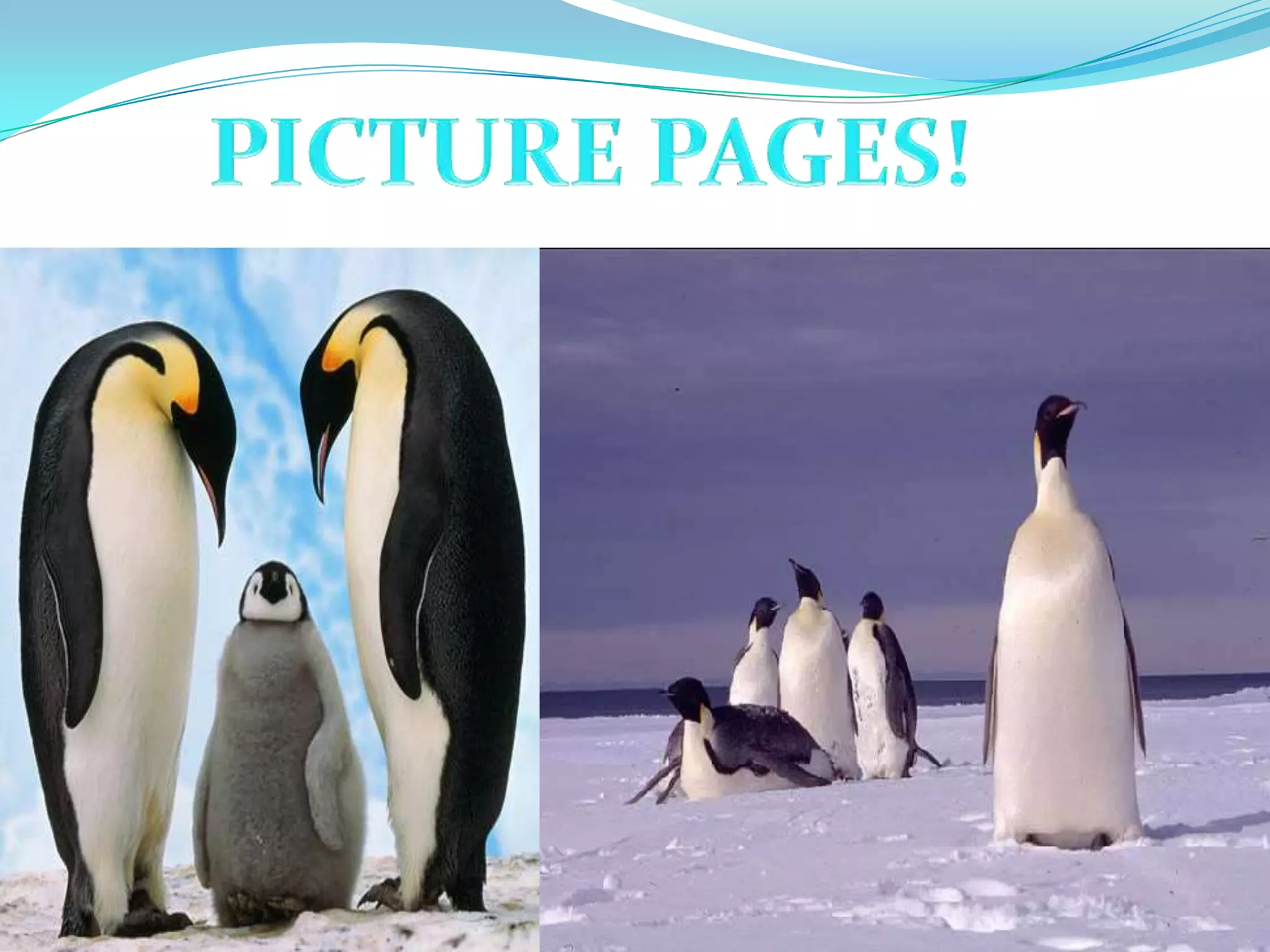 Emperor penguins by emily | PPTX