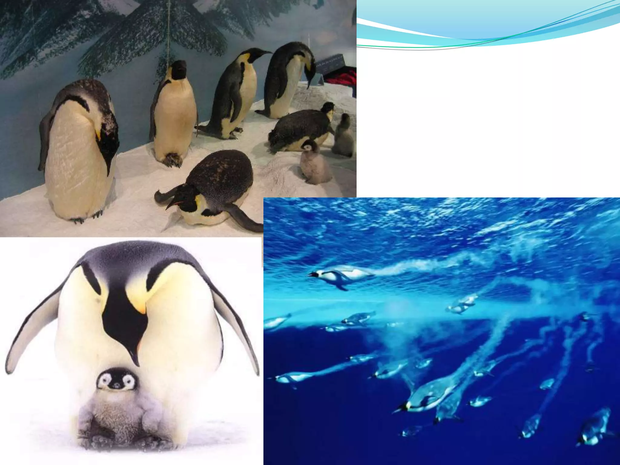 Emperor penguins by emily | PPTX