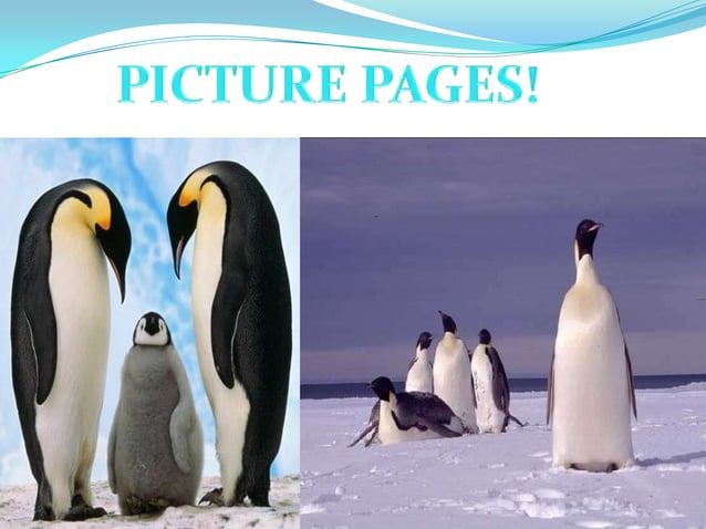 Emperor penguins by emily | PPTX