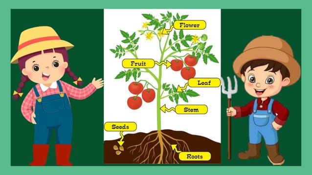 Parts of plants and importance of plants | PPT