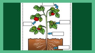 Parts of plants and importance of plants | PPT