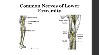 Common Nerves of Lower Extremity--- Empowering the Physios.pptx